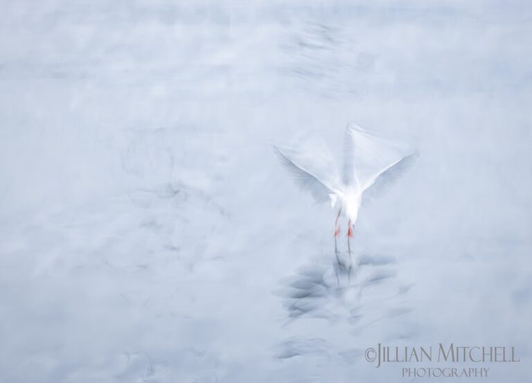 What is Intentional Camera Movement? – Jillian Mitchell Photography